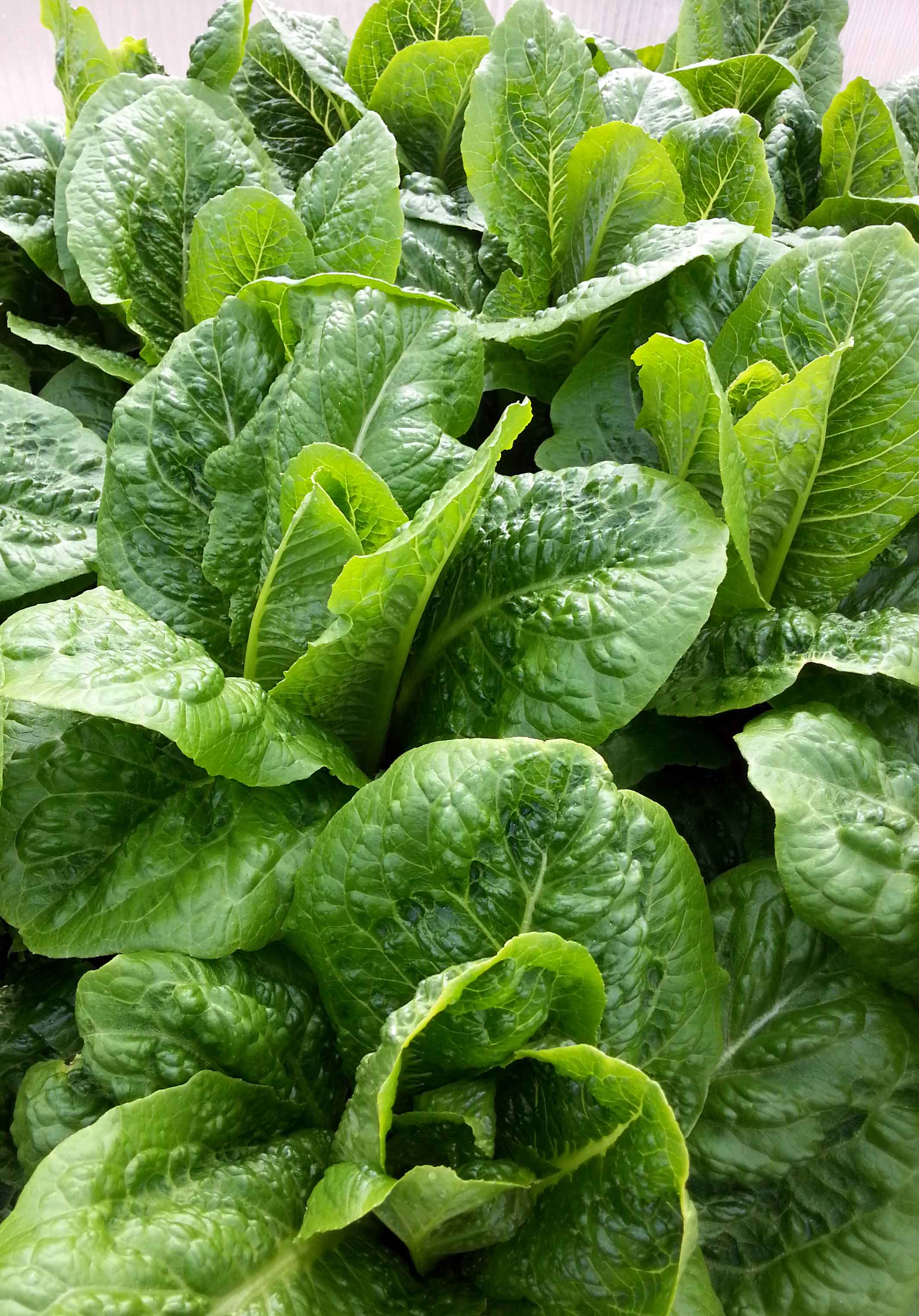 Lettuce – Romaine – All Good Organics Farm Store